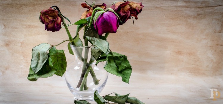 Amor Muerto - SicologiaSinP.com